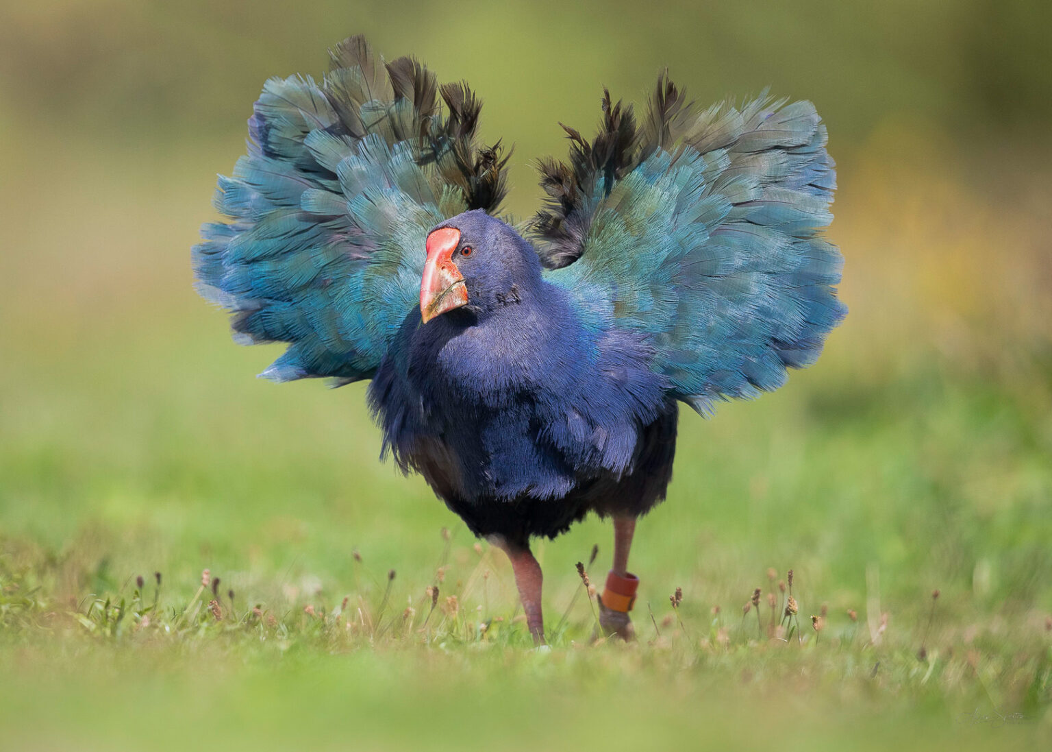Whangarei Camera Club