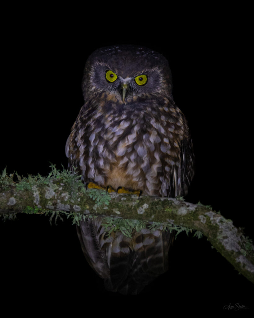 Whangarei Camera Club
