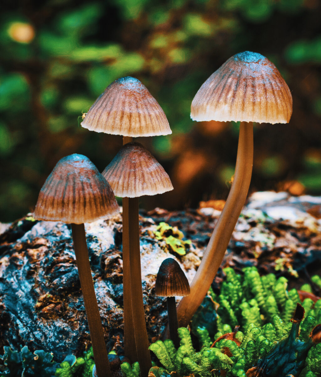 Whangarei Camera Club