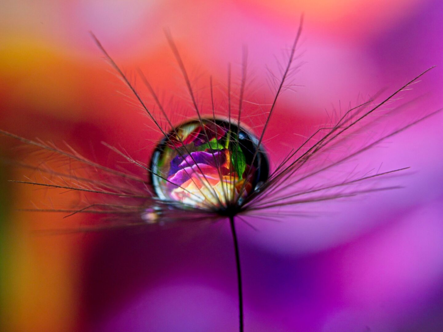 Whangarei Camera Club
