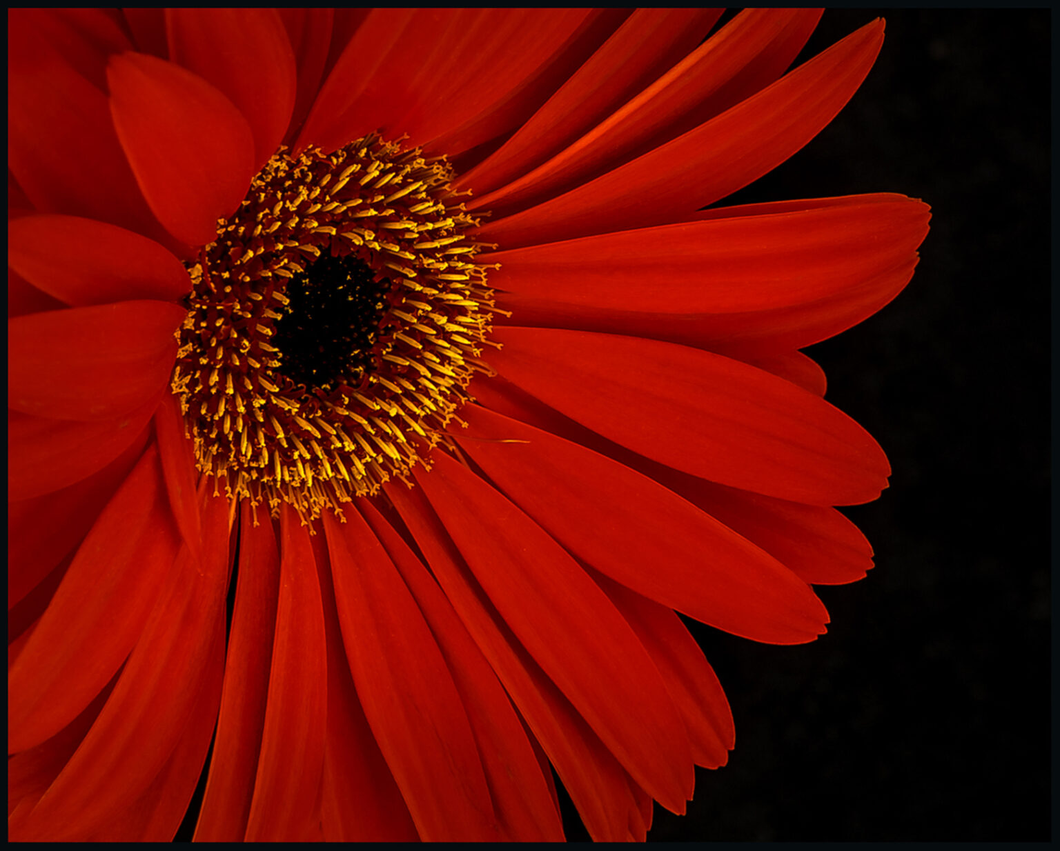 Whangarei Camera Club