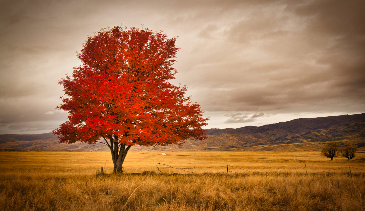 Whangarei Camera Club