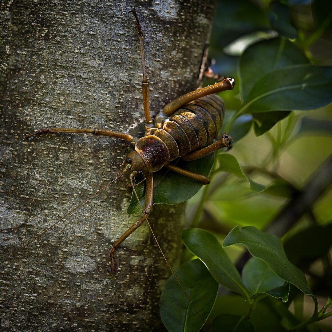 Whangarei Camera Club