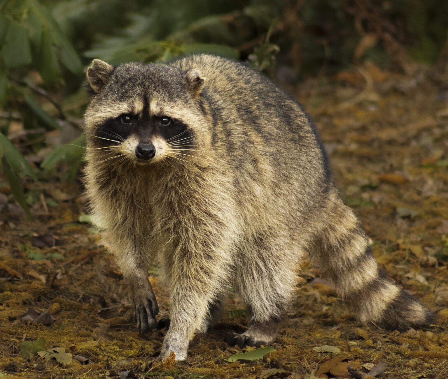 Whangarei Camera Club