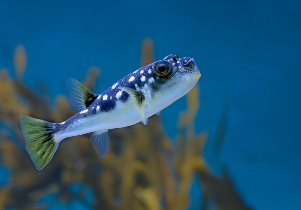 Whangarei Camera Club