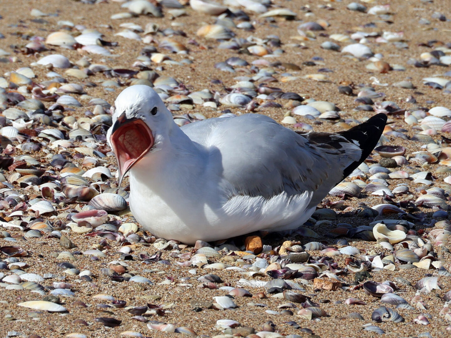 Whangarei Camera Club
