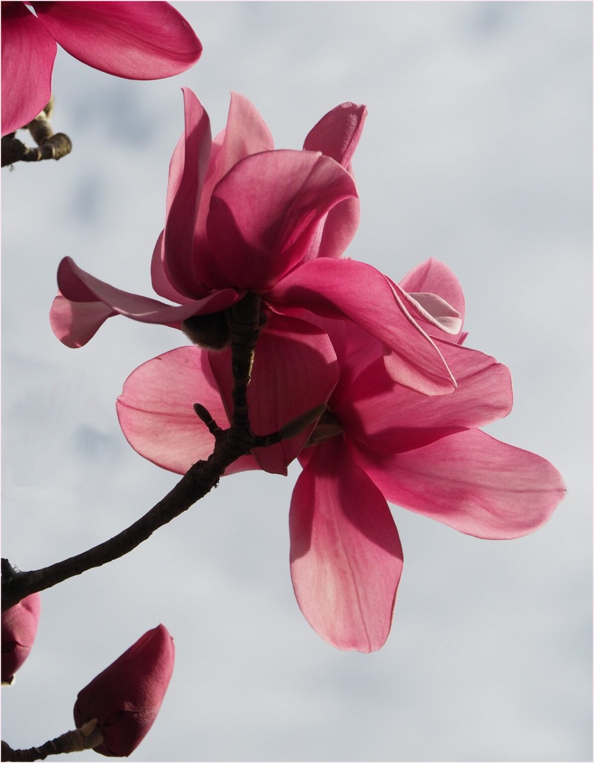 Whangarei Camera Club