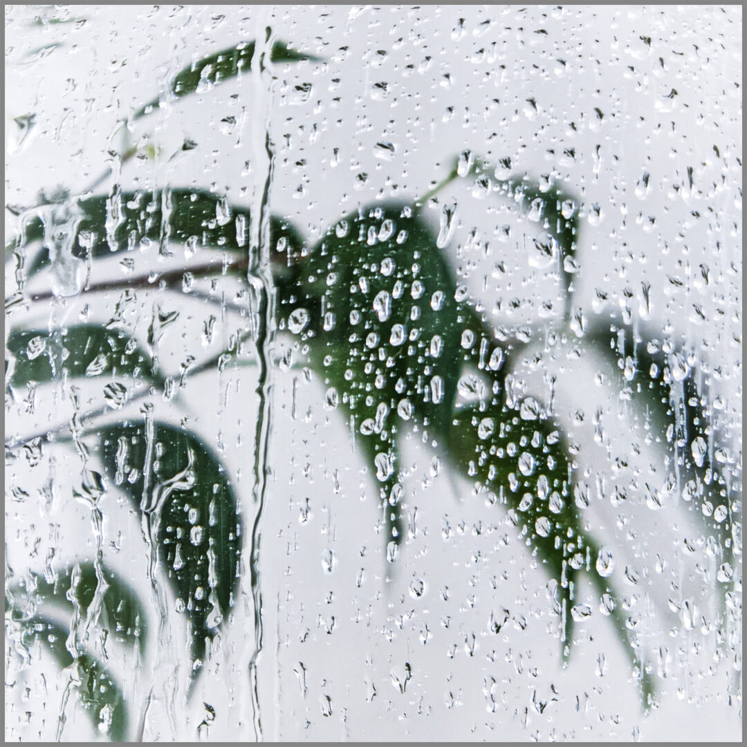 Whangarei Camera Club