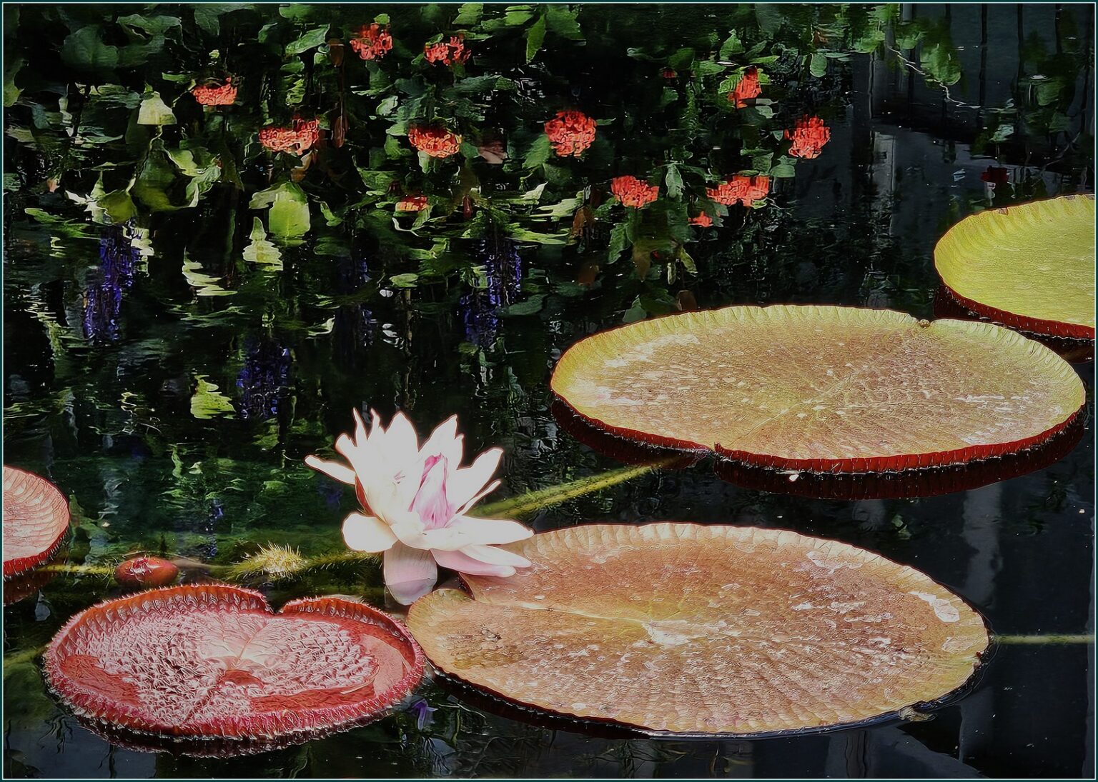 Whangarei Camera Club