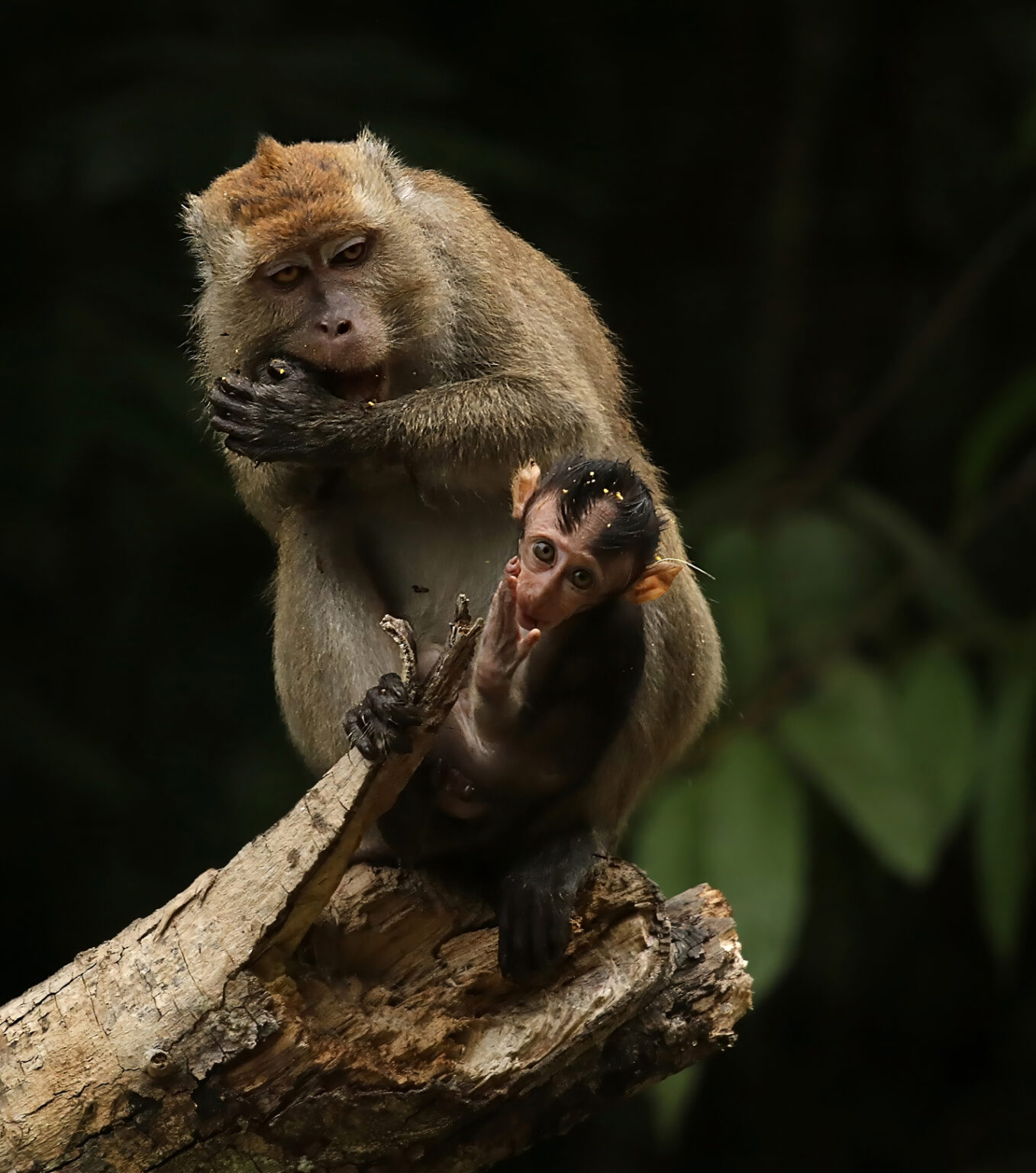 Whangarei Camera Club