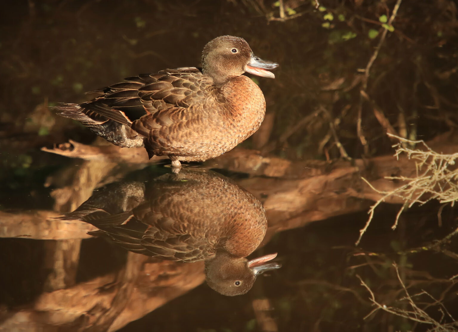 Whangarei Camera Club