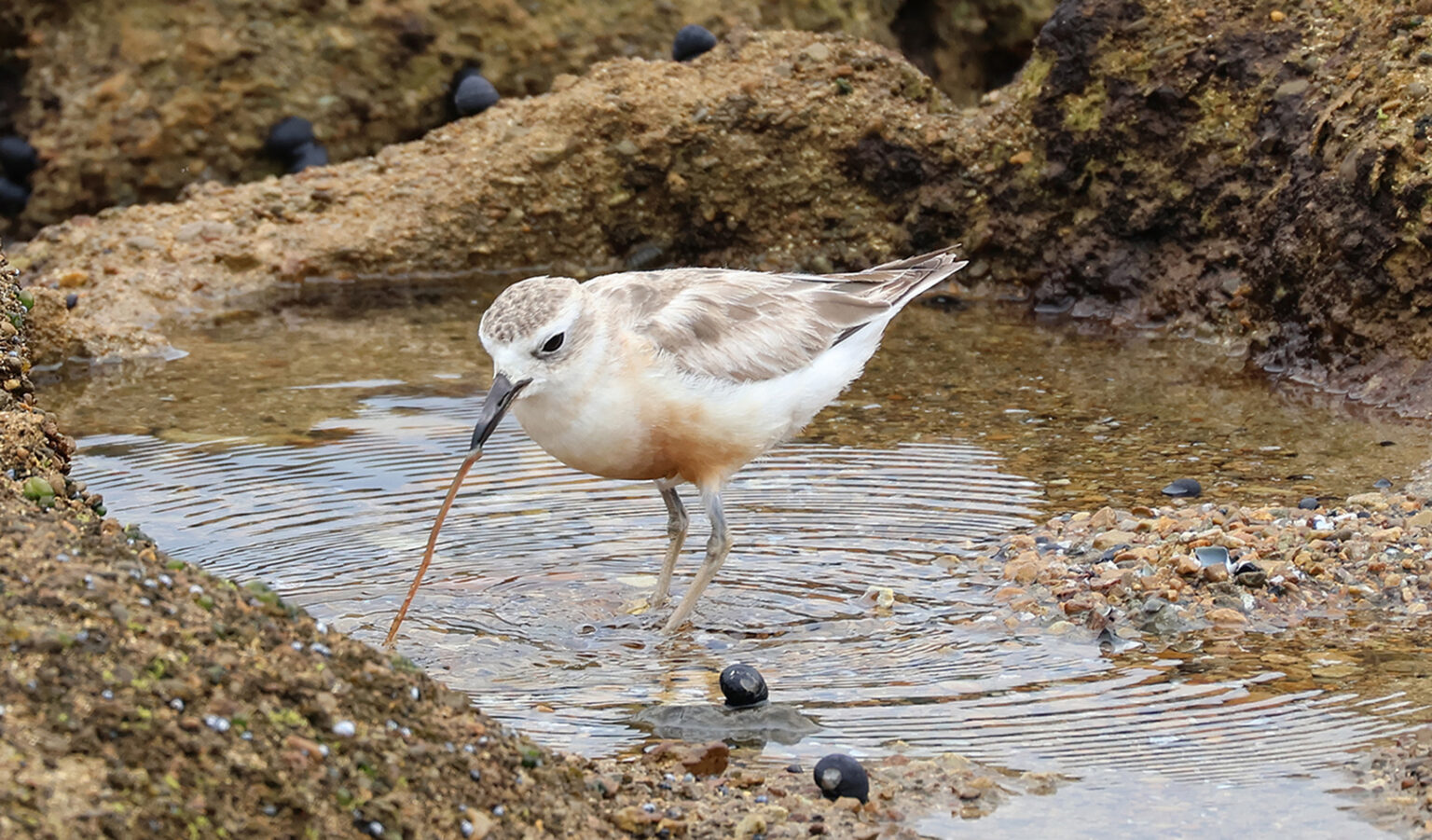 Whangarei Camera Club