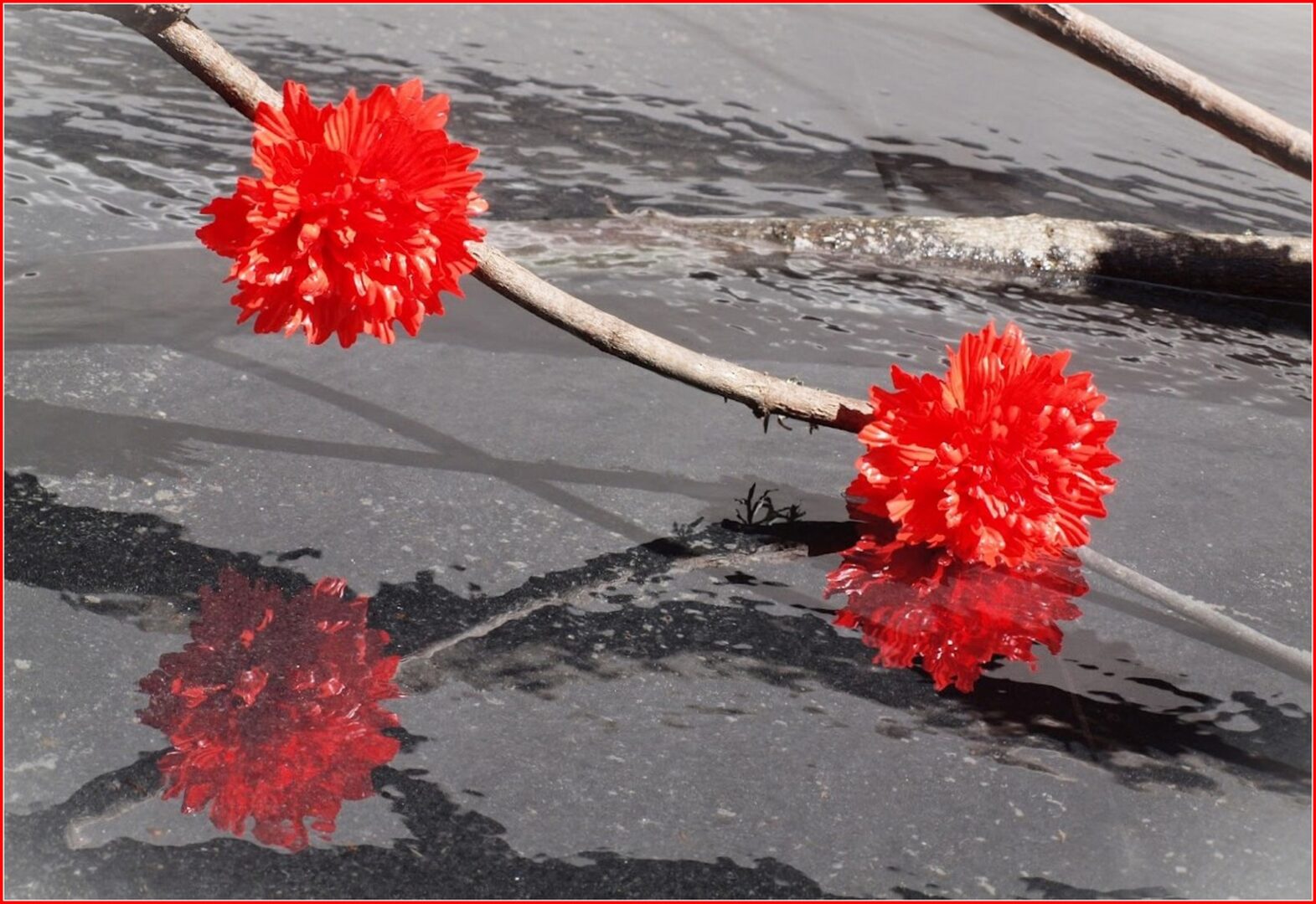 Results – A Splash of Colour – 25.12 – Whangarei Camera Club