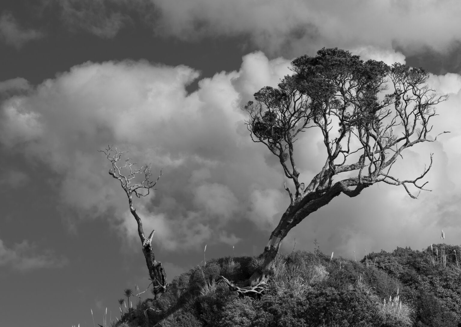 Whangarei Camera Club